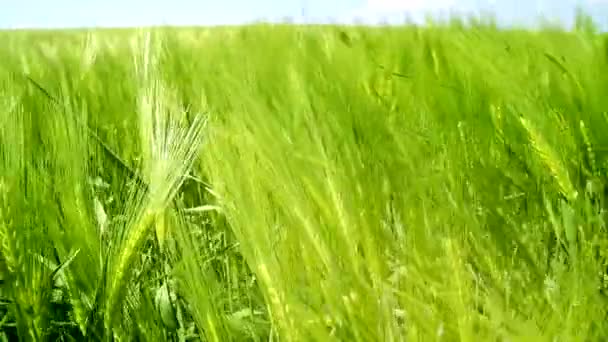 1,828 Piwne pole Videos, Royalty-free Stock Piwne pole Footage ...