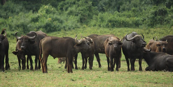 A group of buffalo - Stock Image - Everypixel