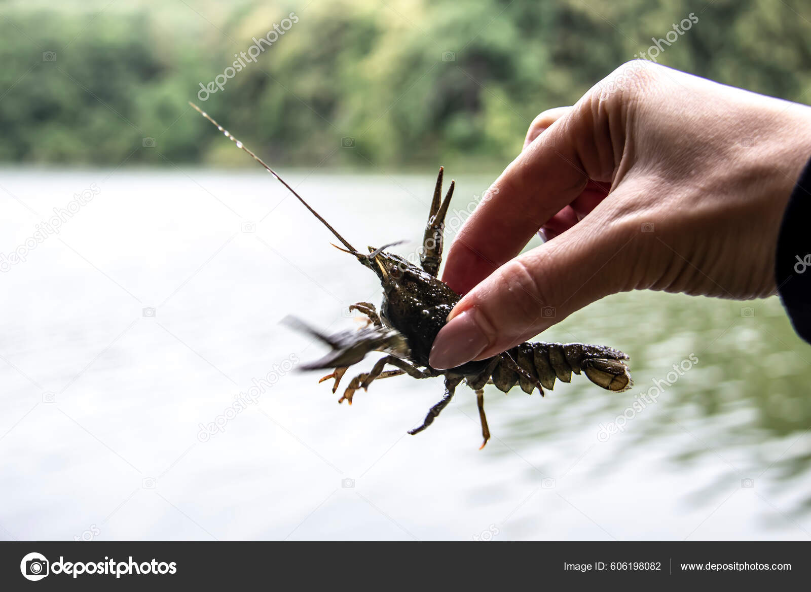 Crayfish In Water