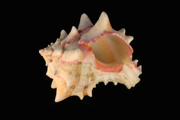 Predatory sea snail Stock Photos, Royalty Free Predatory sea snail ...