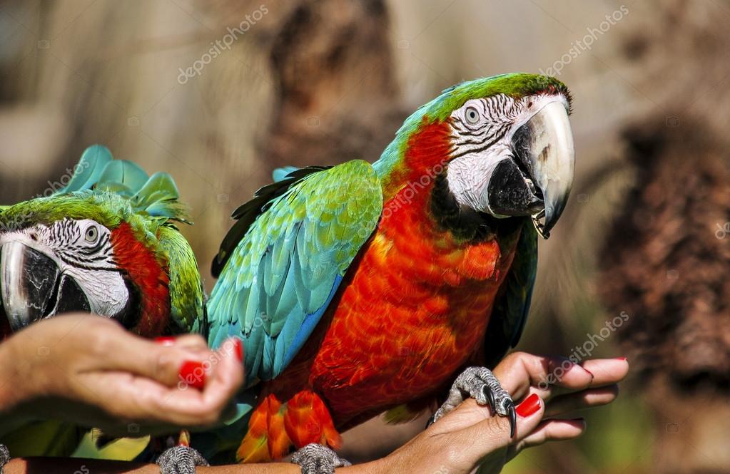 Parrots on the hands Stock Photo by ©Juan_Pablo 28506717
