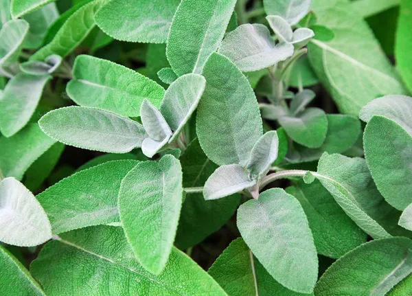 Sage Images, Royalty-free Stock Sage Photos & Pictures | Depositphotos