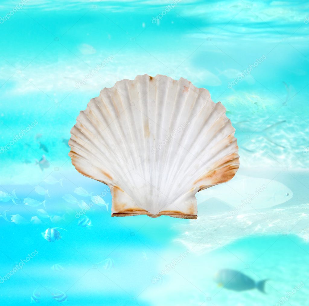 Shell — Stock Photo © dp3010 #32086961