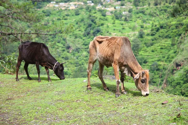 Skinny cow Pictures, Skinny cow Stock Photos & Images | Depositphotos®