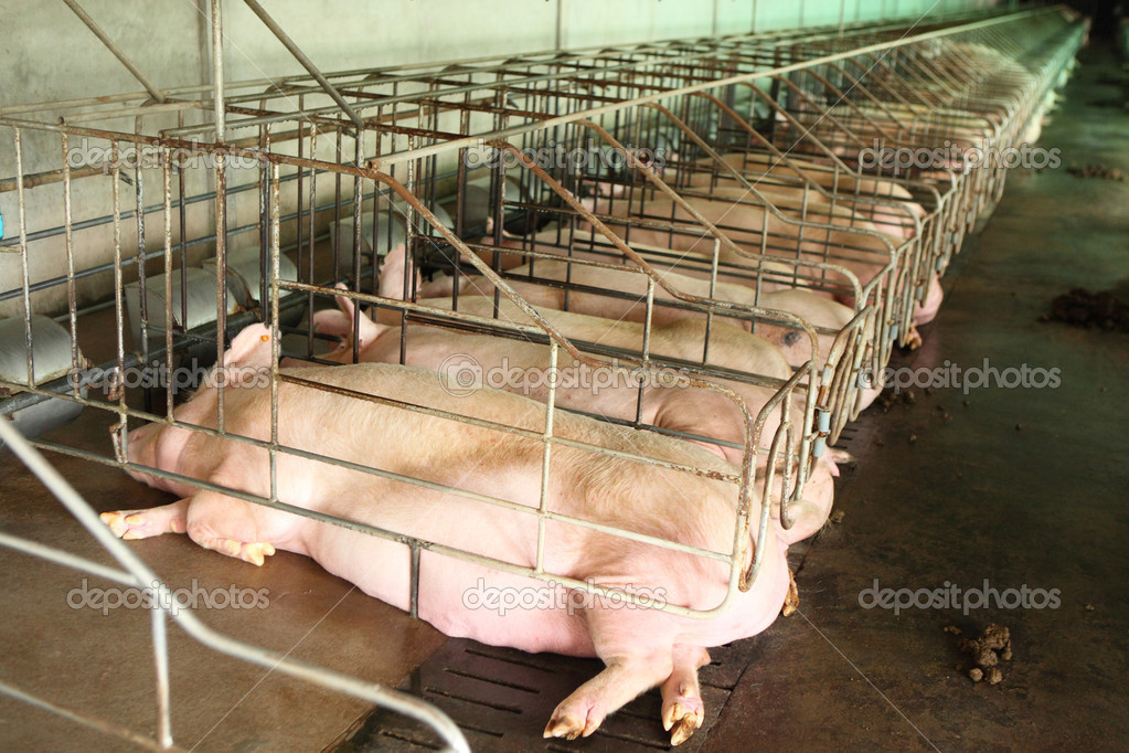 Vanish view of Inside of Big breeding pig farm — Stock Photo ...