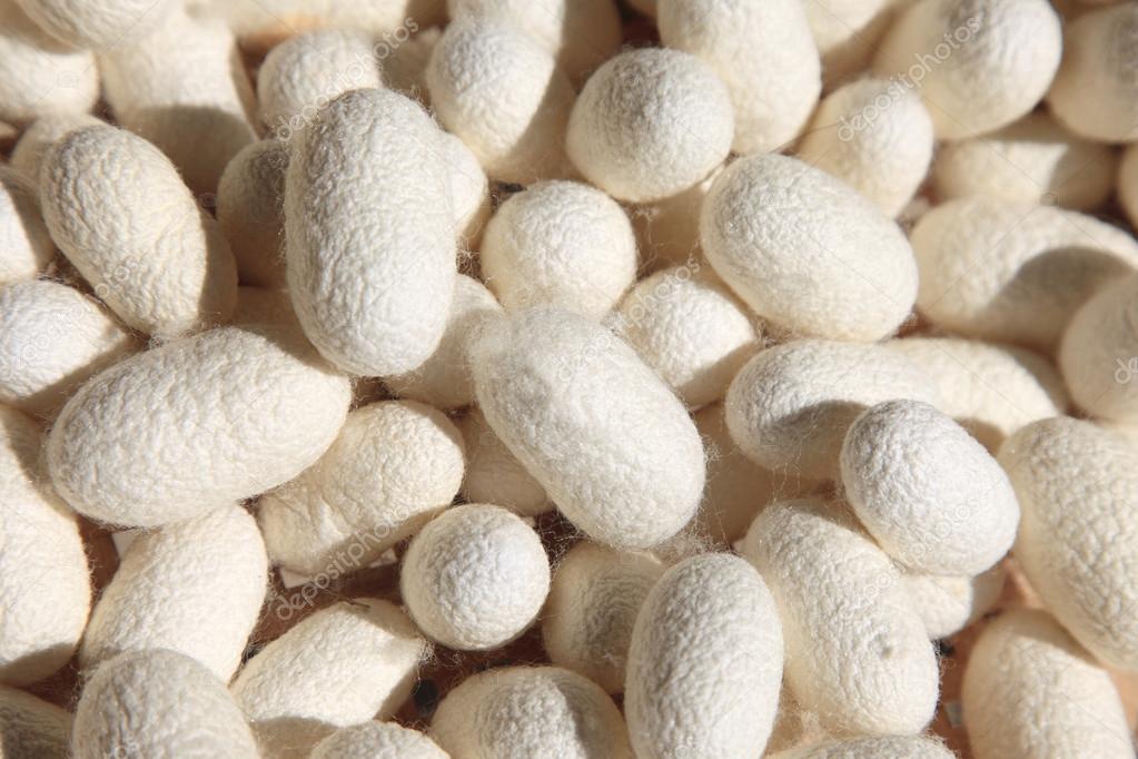 Silk Cocoons — Stock Photo © tawintaew #33026249