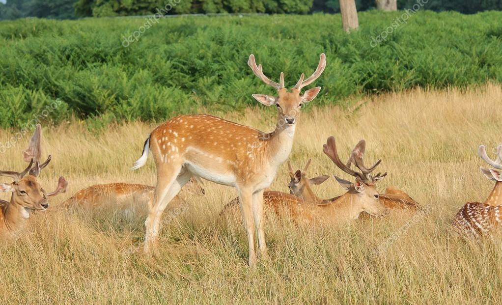 Fallow stag deer family group resting with one standing young male ...