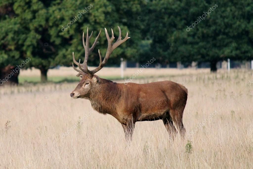 Red deer stag buck with antlers in Bushy Park stock, photo, photograph ...