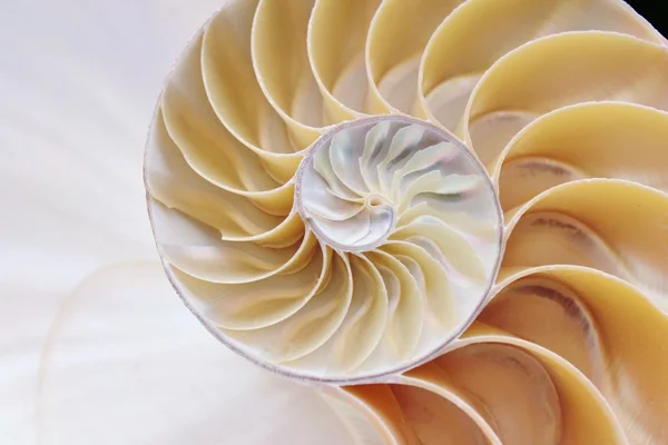 Nautilus shell symmetry | Nautilus shell symmetry cross section spiral ...