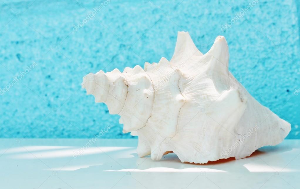 White conch shell and starfish against aqua background — Stock Photo ...