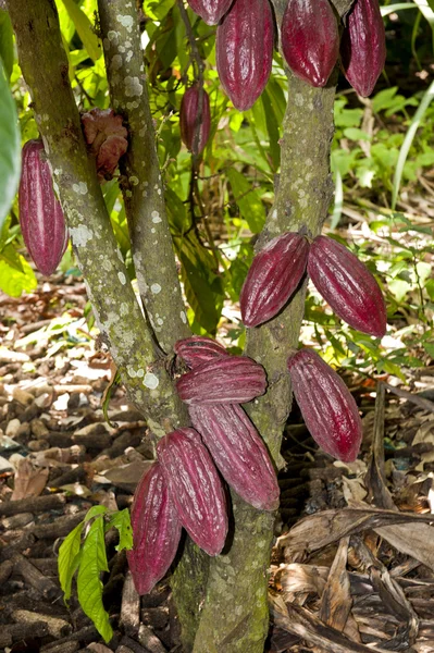 Cocoa leaf Stock Photos, Royalty Free Cocoa leaf Images | Depositphotos®