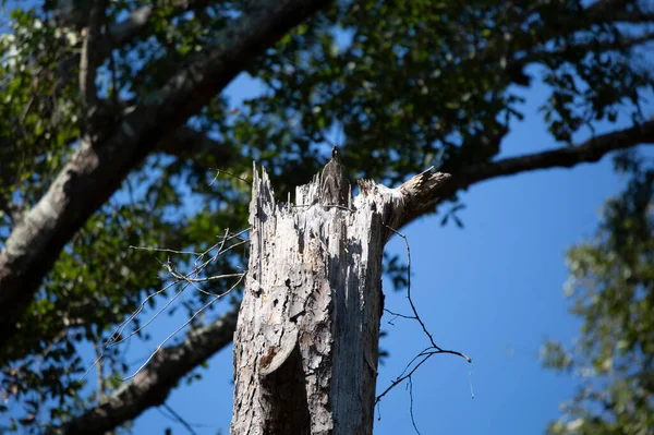 Dead tree in australia Stock Photos, Royalty Free Dead tree in ...