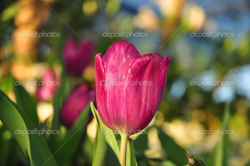 tulipán violeta sobre fondo de muchos colores 2023