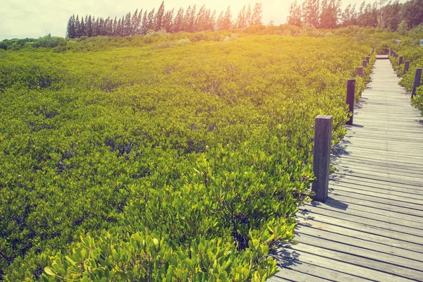 Pequeño Puente Madera Perspectiva Del Punto Fuga Del Manglar Forestal ...