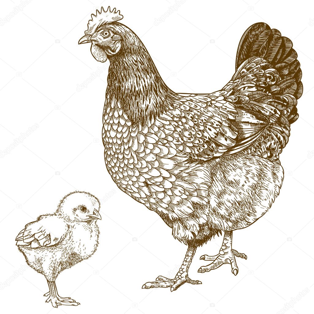 Illustration of engraving chicken and chick Stock Vector Image by ...