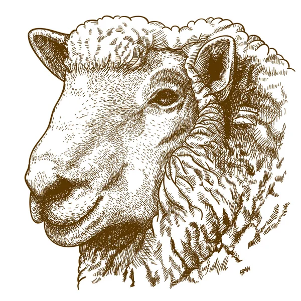 Borregos Imágenes Vectoriales, Ilustraciones Libres de Regalías de ...