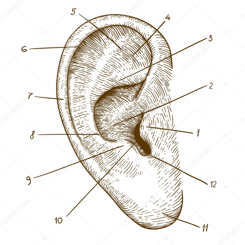 Vector engraving human ear on white background — Stock Vector ...