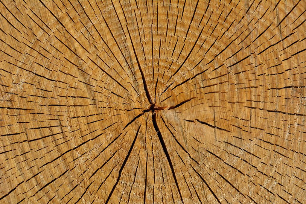 Tree rings texture high resolution 2023