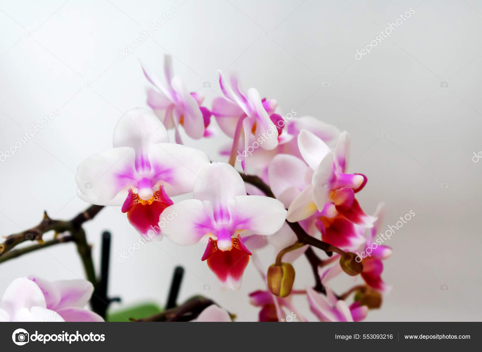 Phalaenopsis Orchid Flower Butterfly Orchid Also Called Alevilla Orchid ...