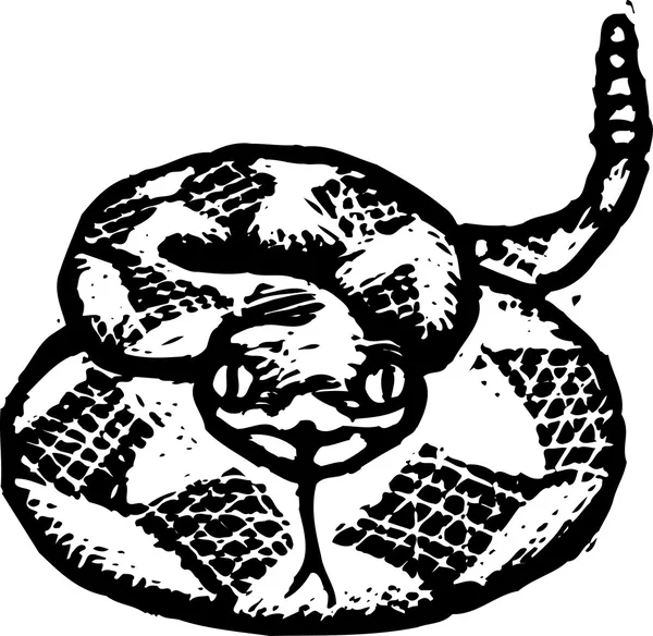 Coiled Rattlesnake Drawing
