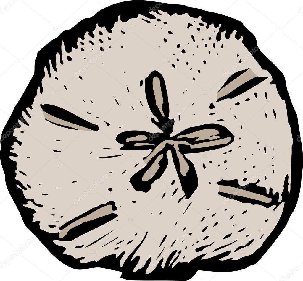 Vintage Sand Dollar Illustration