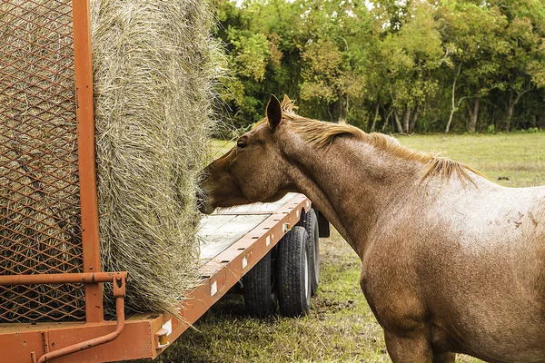 Horse Eating Hay - Stock Image - Everypixel
