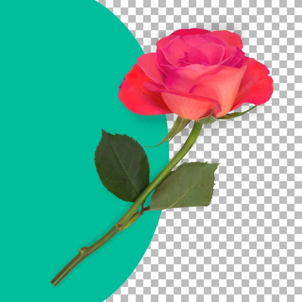 Flork rosa png fotos de stock, imágenes de Flork rosa png sin royalties ...