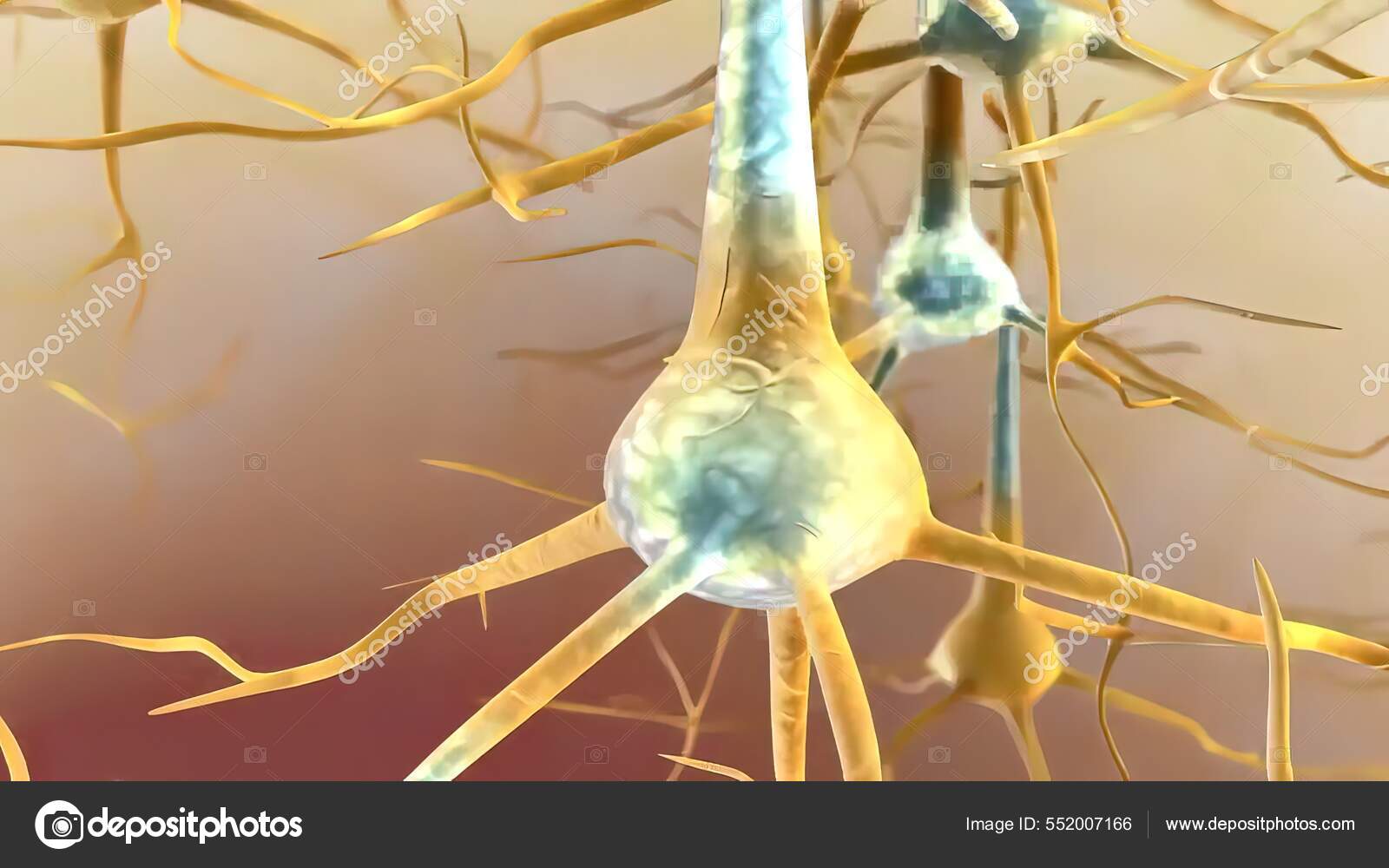 Action Potential Occurs Neuron Sends Information Cell Body Axon — Stock ...