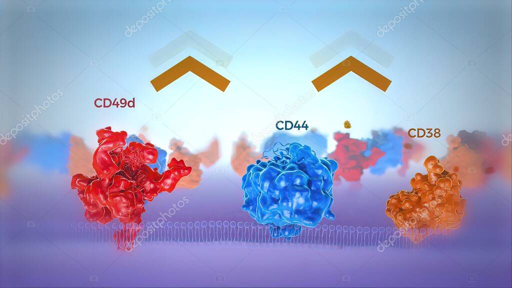 Vista de corte de la membrana celular humana en rojo y azul mostrando ...