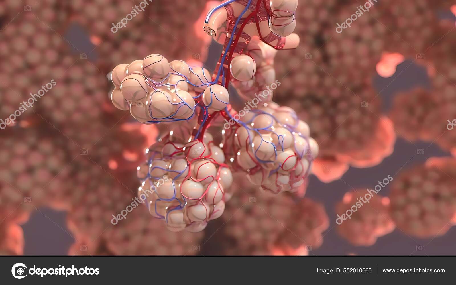 Alveoli Air Sacs End Respiratory Tree Lungs Vital Respiration Stock ...