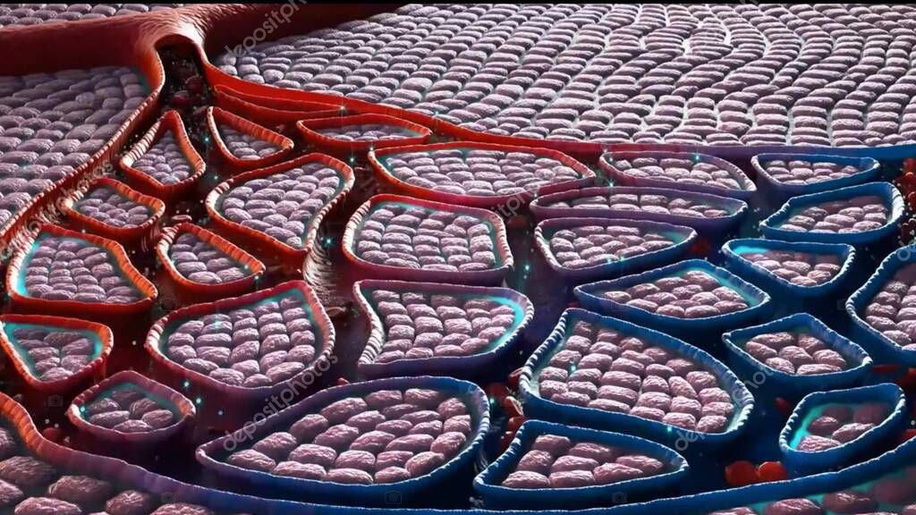 A medida que se mueve a través de los vasos sanguíneos (capilares) en ...