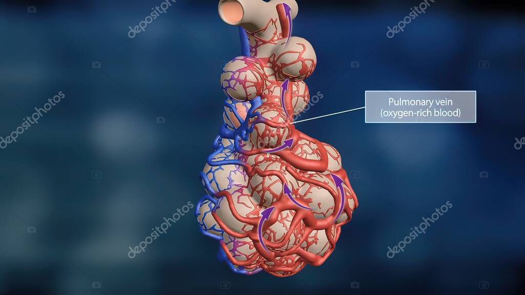 La sangre oxigenada viaja desde los pulmones a través de las venas ...