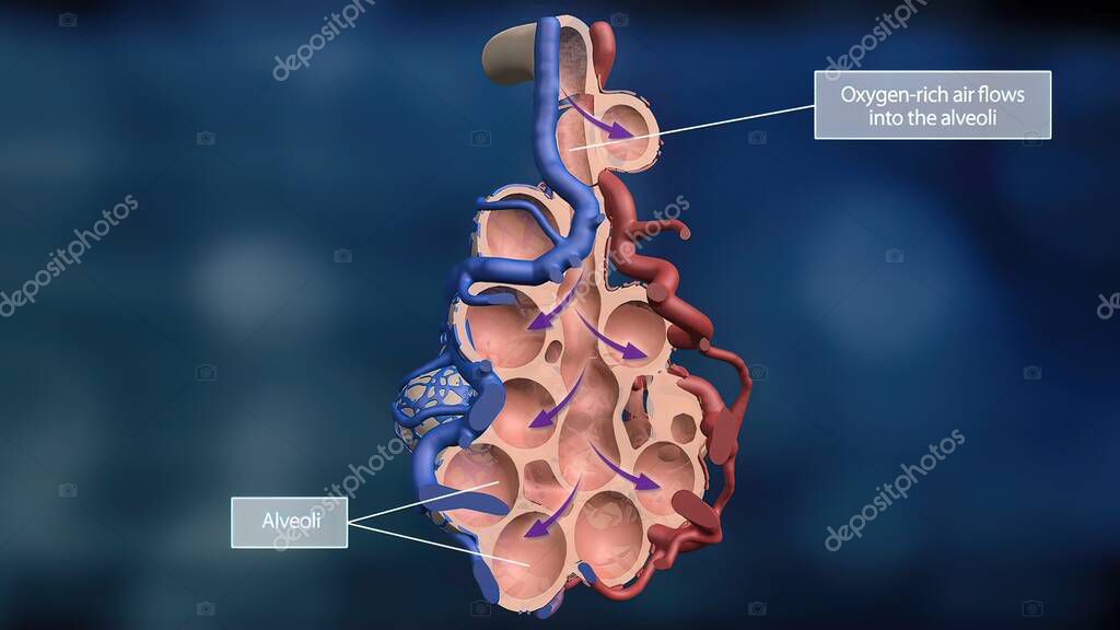 La sangre oxigenada viaja desde los pulmones a través de las venas ...