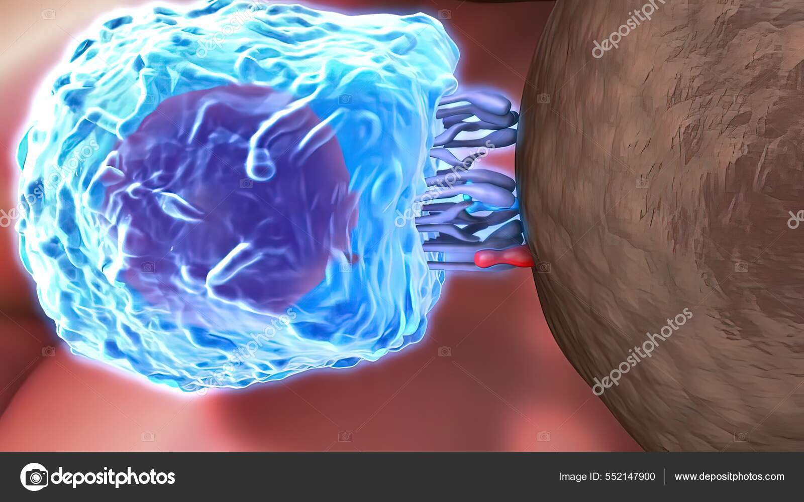 Medical Illustration Cytotoxic Cell Helper Cell Destroys Stress Related ...