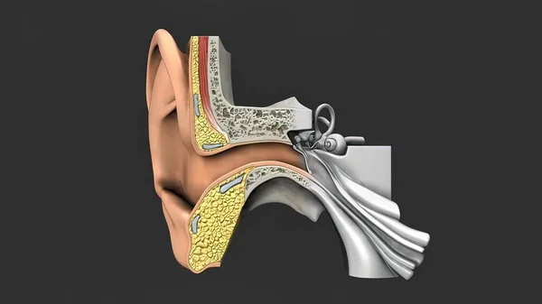 Middle ear anatomy Stock Photos, Royalty Free Middle ear anatomy Images ...