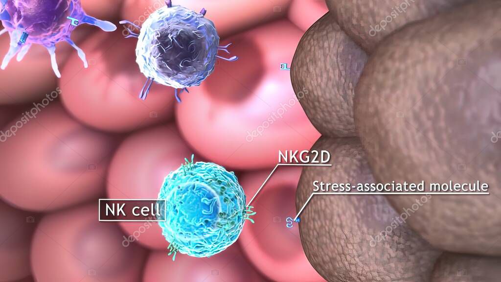 Ilustración médica 3D de las células T: células T auxiliares y células ...