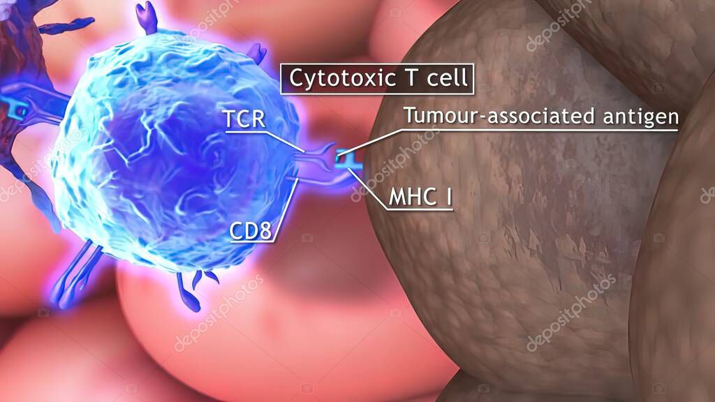 Ilustración médica 3D de las células T: células T auxiliares y células ...