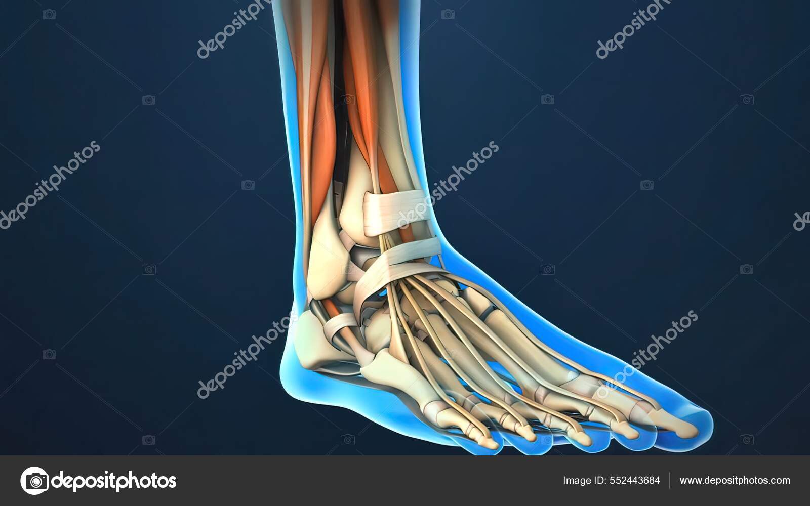 Render Ankle Joint Anatomy Osteoarthritis Ankle Long Tibia Fibula Bones ...