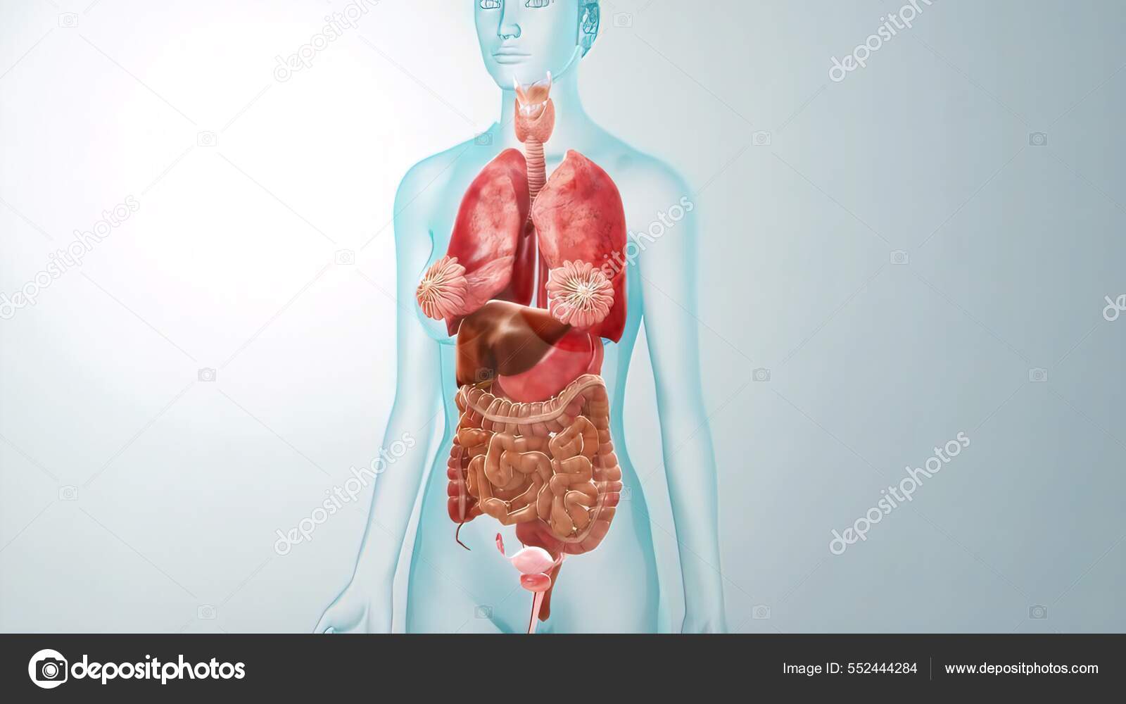 Human Internal Organs Anatomy Medical Concept Illustration — Stock ...