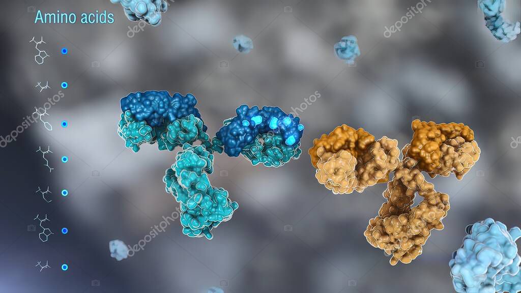 Estructura de una molécula de anticuerpos típica.Anticuerpos y ...