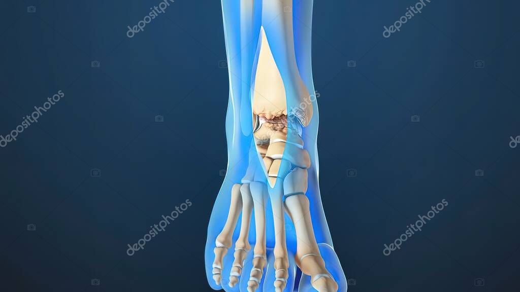 3D Renderizado de la articulación del tobillo Anatomía y osteoartritis ...