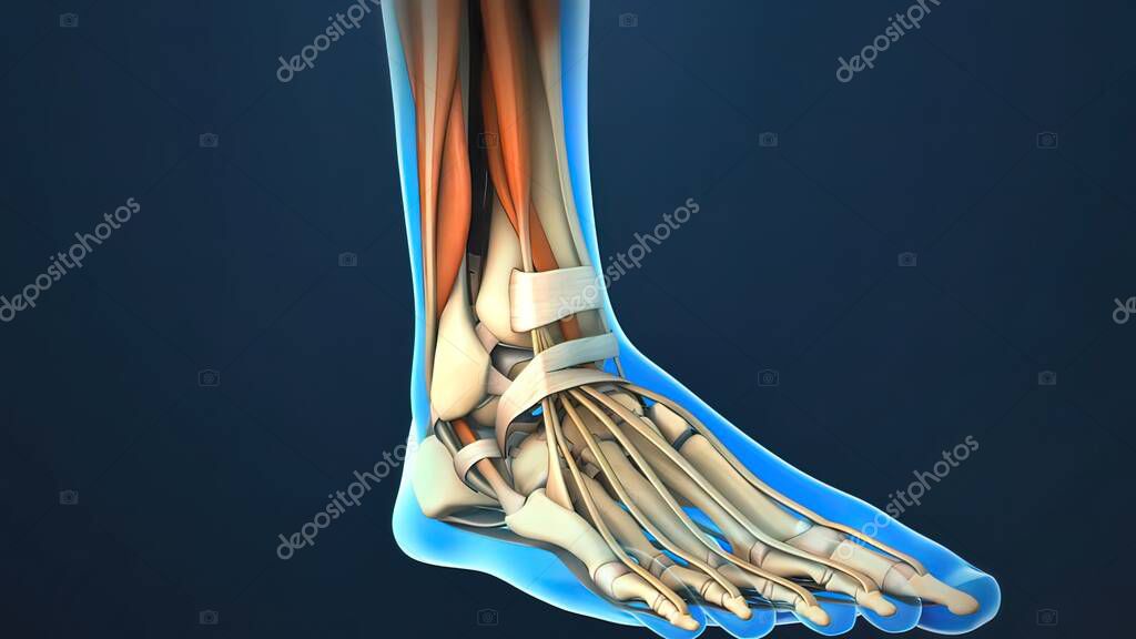3D Renderizado de la articulación del tobillo Anatomía y osteoartritis ...