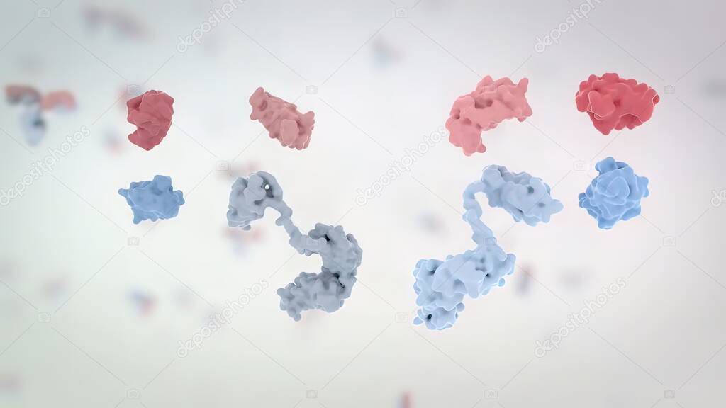 Estructura de una molécula de anticuerpos típica.Anticuerpos y ...