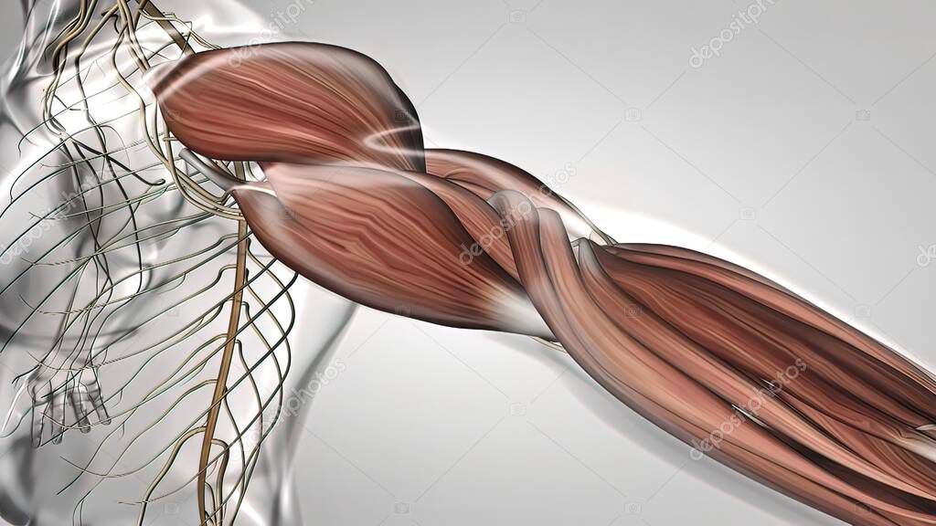 músculos del brazo y tendón Anatomía muscular humana 3D Render 2024