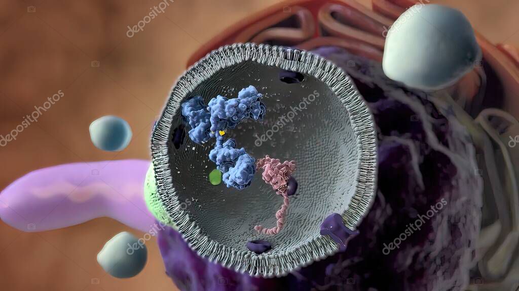 Macrofago devorando una célula cancerosa, células inmunitarias capaces ...