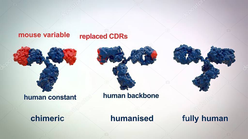Estructura de una molécula de anticuerpos típica.Anticuerpos y ...