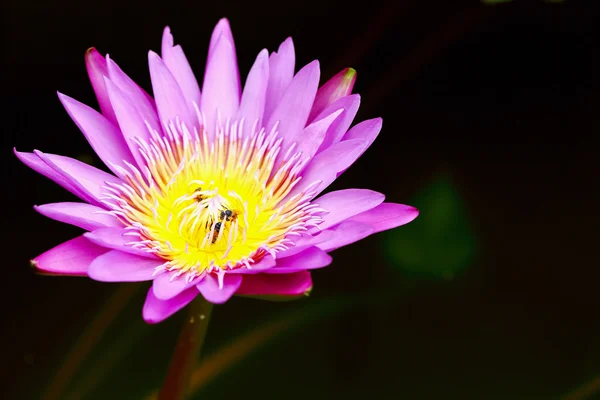Kant kaw flower Stock Photos, Royalty Free Kant kaw flower Images ...