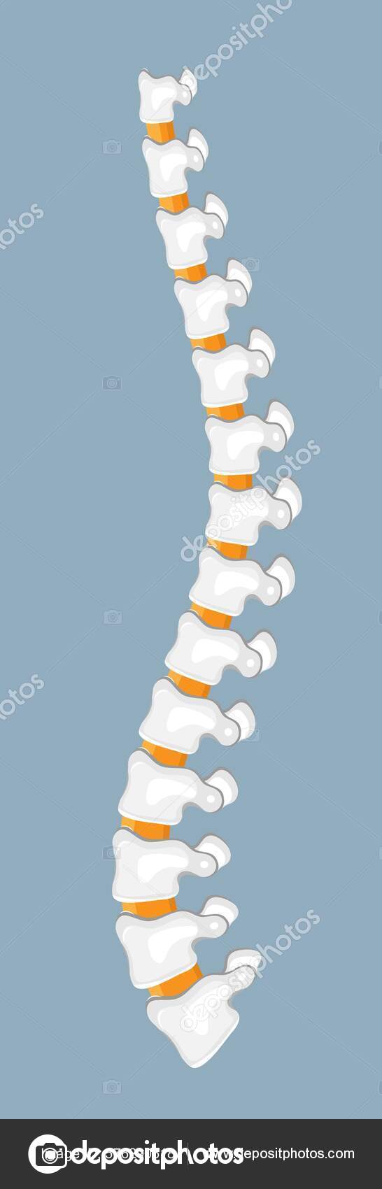 Human Spine Icon Vector Vertebral Discs Medical Application Web Spine ...