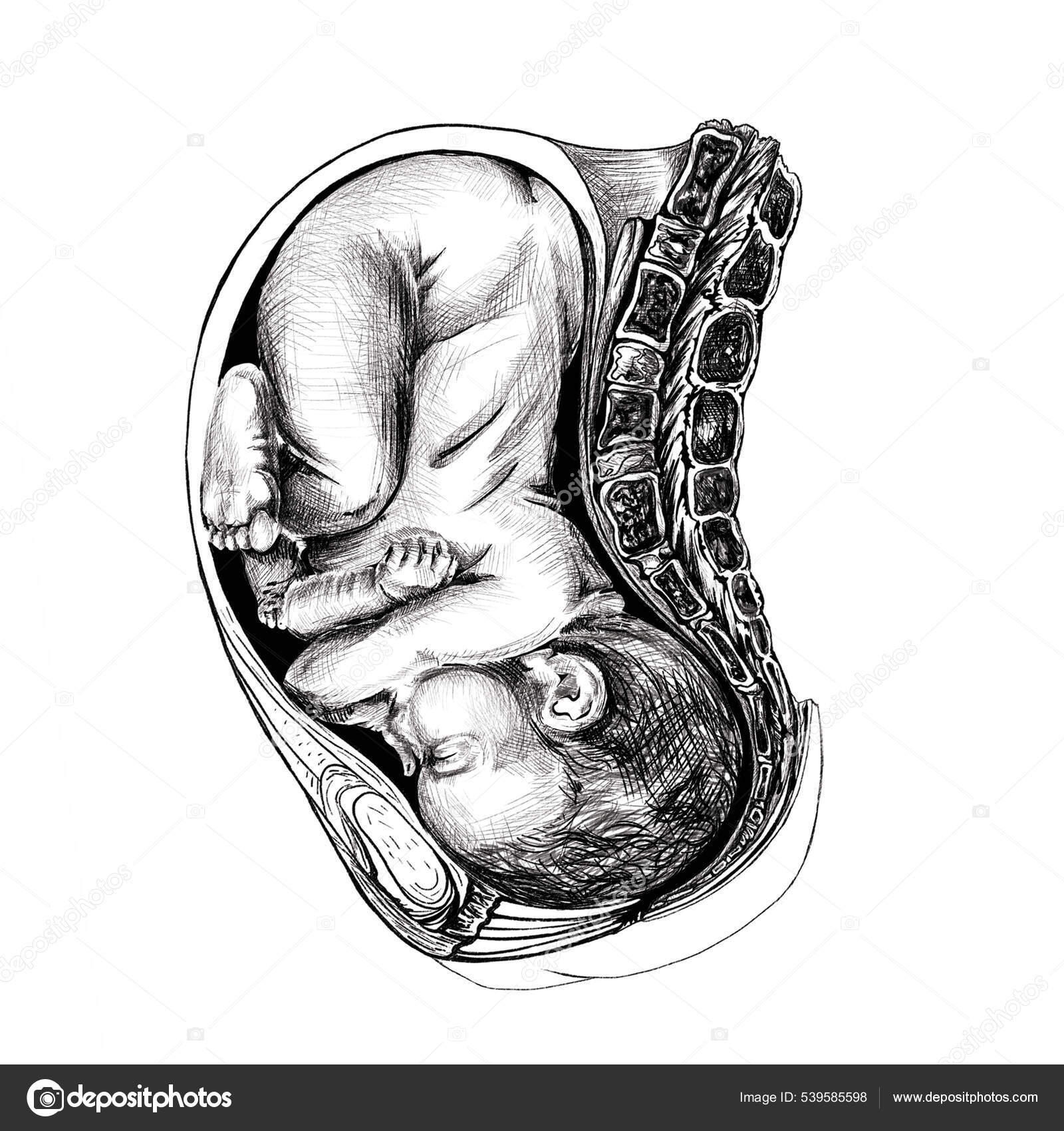 Pregnant Uterus Drawing