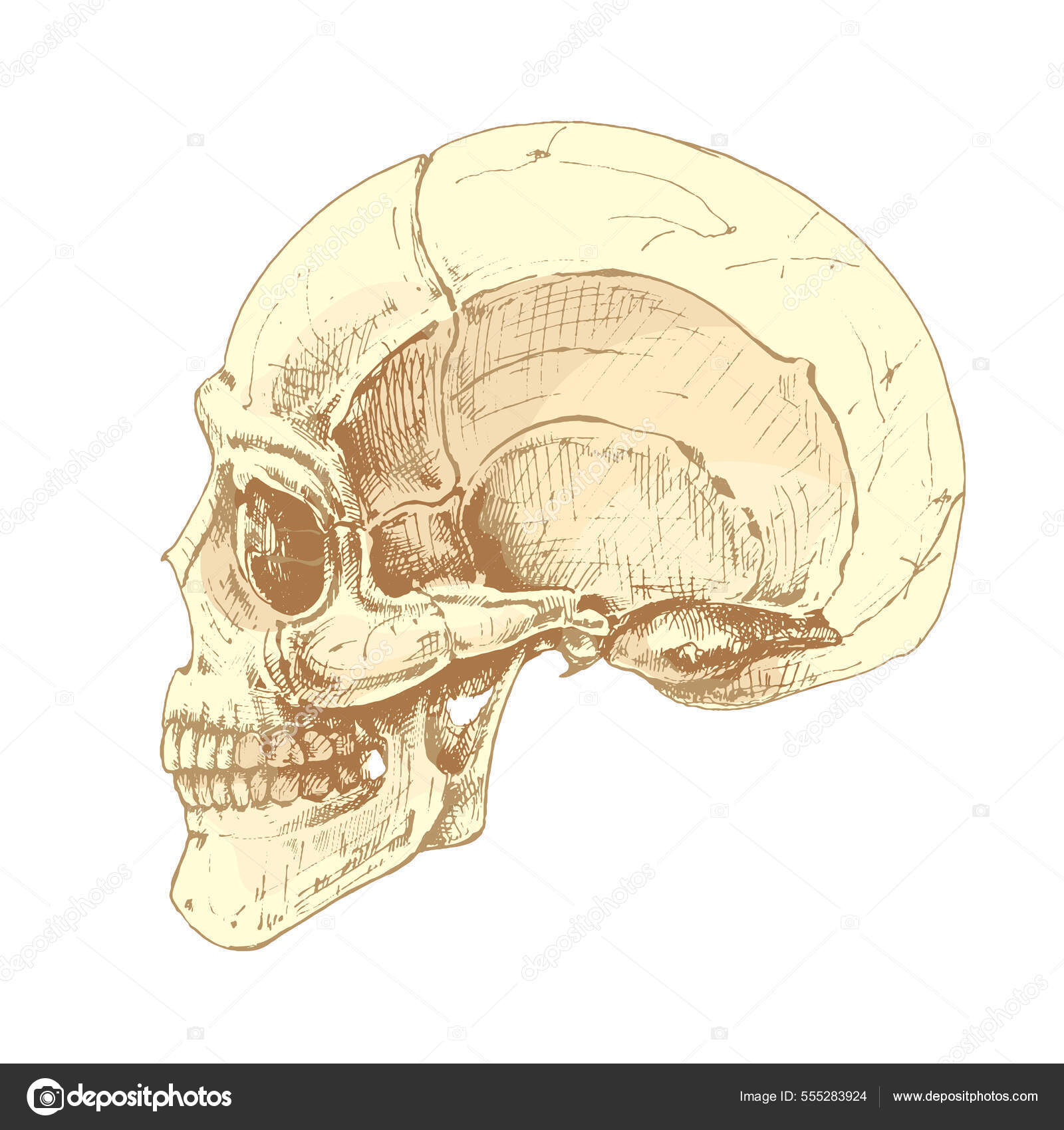 437_Skull Side View Human Skull Side View Vector Detailed Illustration ...